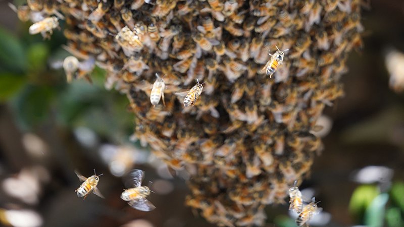 News - Loreto Kirribilli